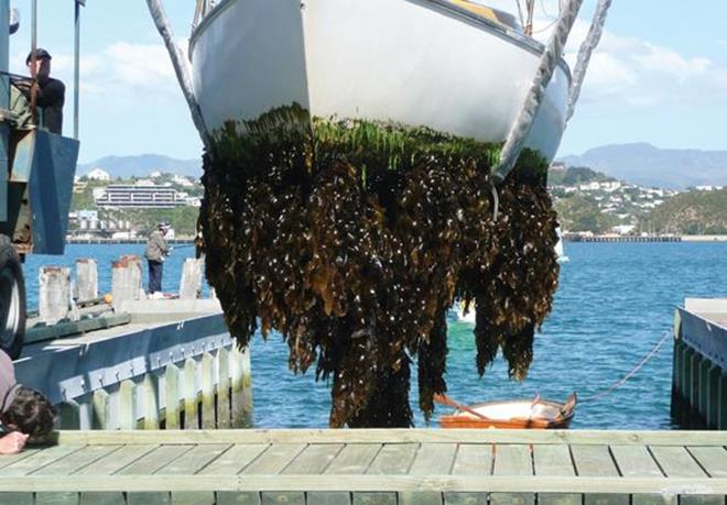 Changes to Biofouling Regulations in New Zealand