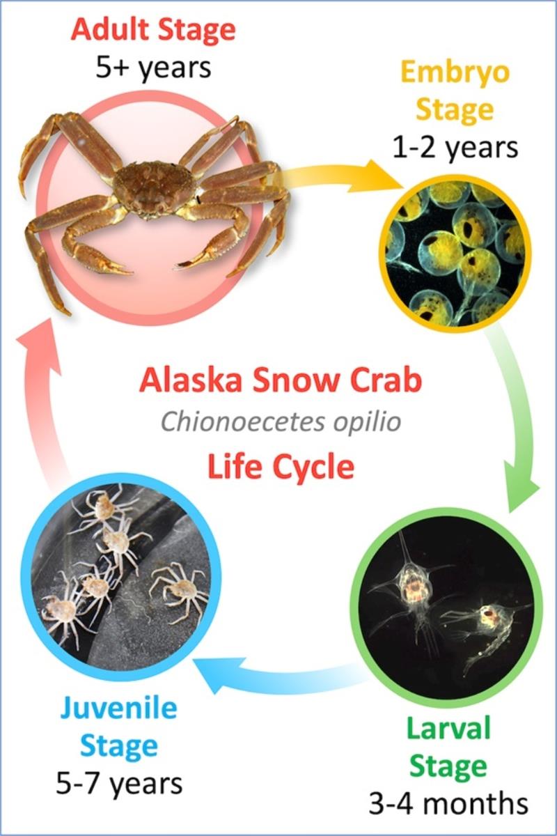 Crab Life Stages _ Life Cycle Of Crabs – NQFLWV