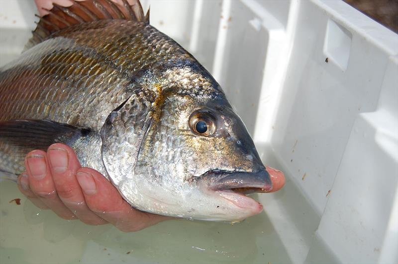 Black bream