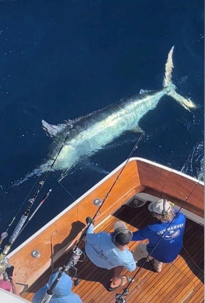 A 700lb black marlin caught by the crew on Little Audrey wide of Fraser last week. An awesome ...